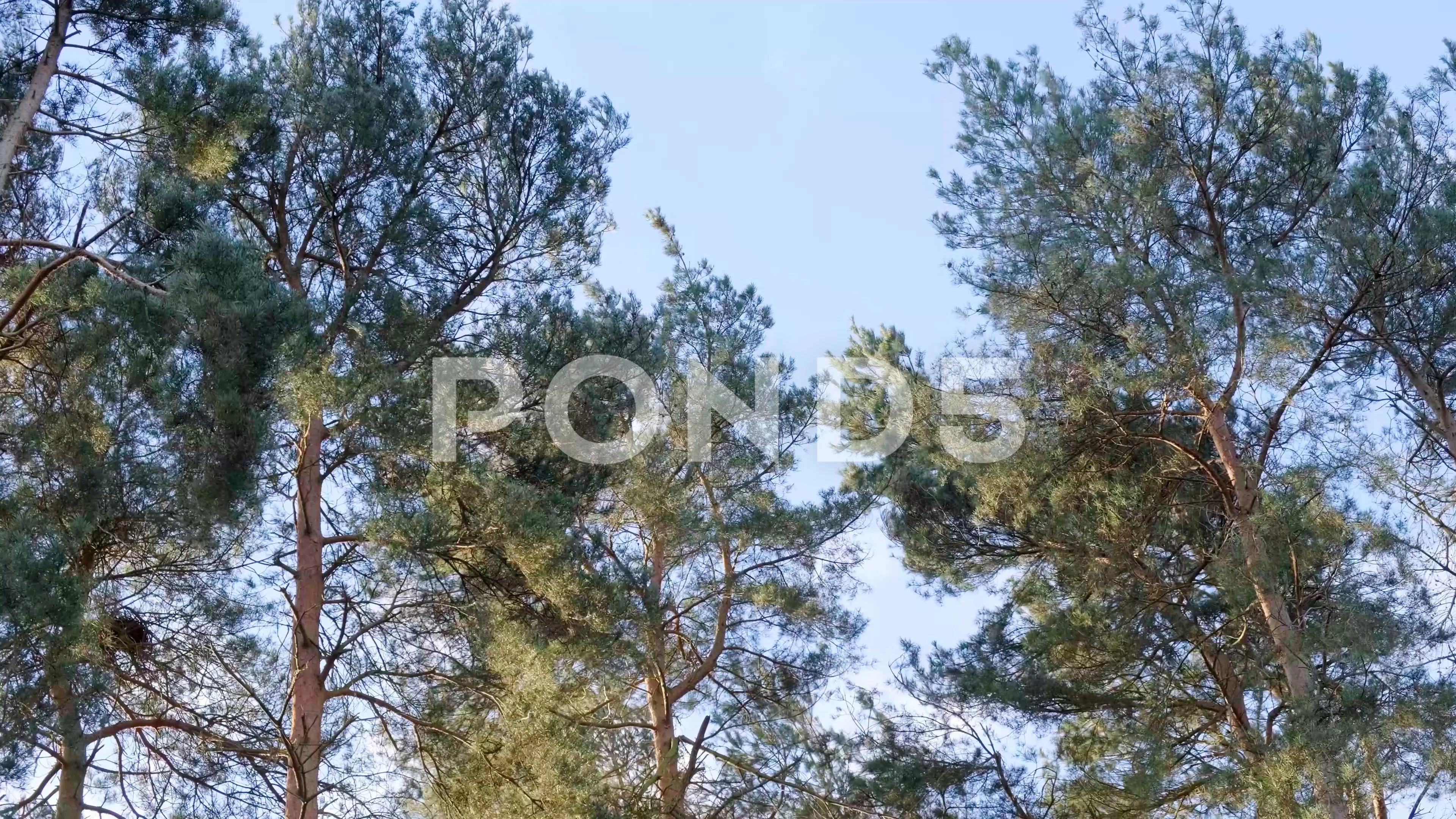 Wind Blowing Pine Trees