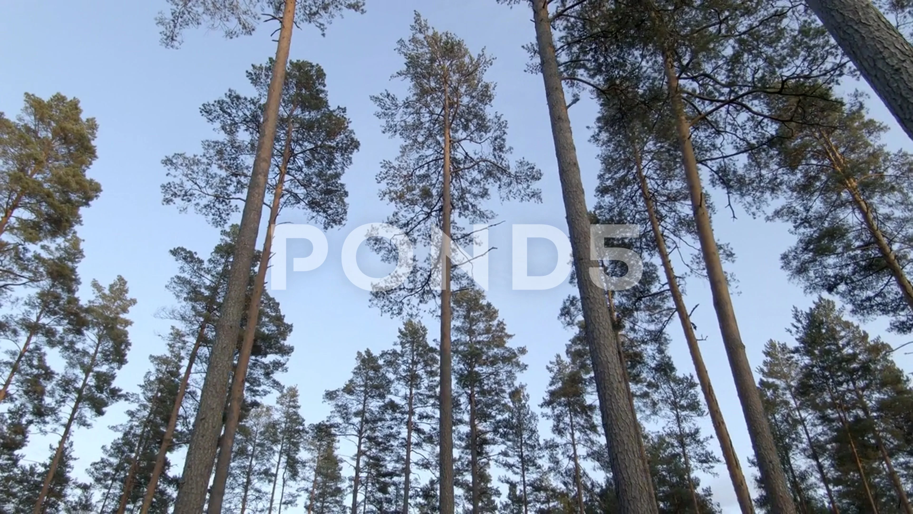 Glass Reflection Trees