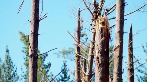 Pine trees damaged by cyclone. Natural d... | Stock Video | Pond5