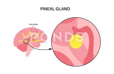 Pineal gland anatomy: Royalty Free Illustration #194430322