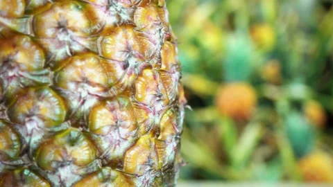 Pineapple detail spinning isolated on pl... | Stock Video | Pond5