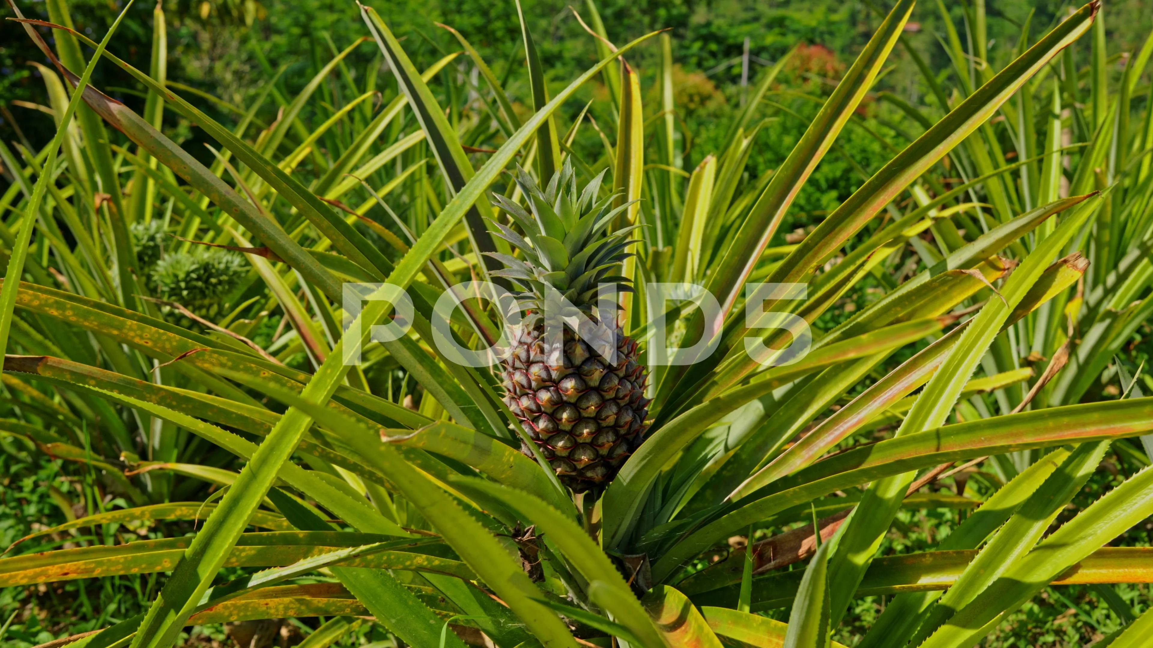 Pineapple Tree Farm