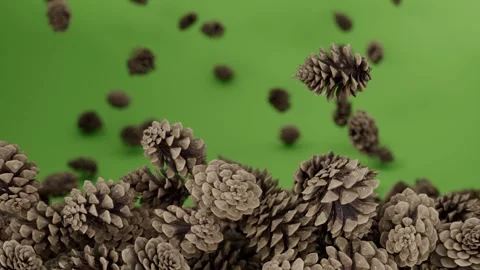 Pinecone Falling Stock Footage ~ Royalty Free Stock Videos | Pond5