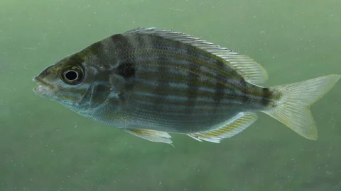Pinfish Stock Footage ~ Royalty Free Stock Videos | Pond5