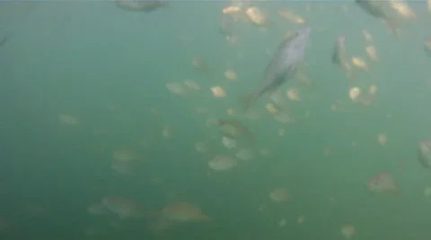 Pinfish Stock Footage ~ Royalty Free Stock Videos | Pond5