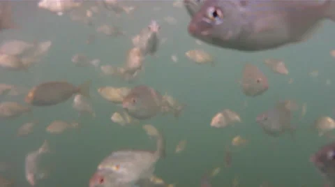 Pinfish Stock Footage ~ Royalty Free Stock Videos | Pond5