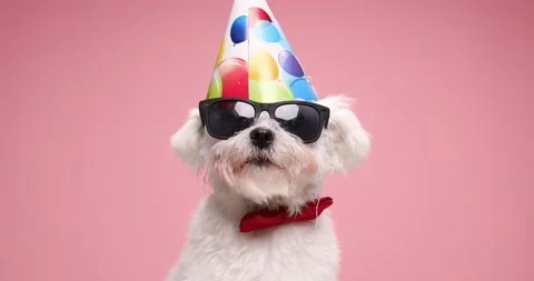 pink background presenting adorable bich... | Stock Video | Pond5