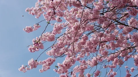Pink cherry blossom (Japanese cherry blo... | Stock Video | Pond5