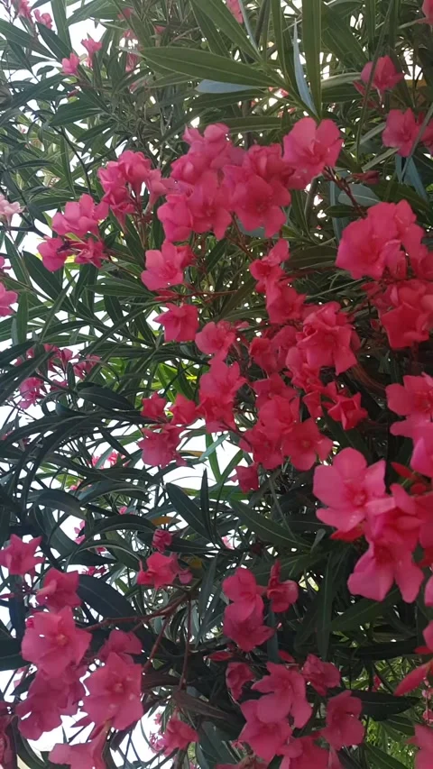 Pink Image Color Stock Videos – Royalty-Free HD & 4K Videos | Pond5