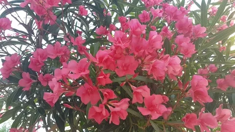 Pink Image Color Stock Videos – Royalty-Free HD & 4K Videos | Pond5