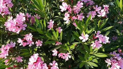 Pink Image Color Stock Videos – Royalty-Free HD & 4K Videos | Pond5