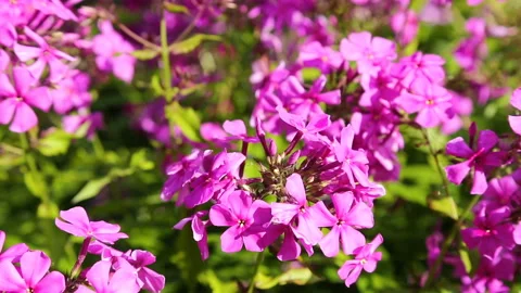 Pink decorative phlox flowers sway in th... | Stock Video | Pond5