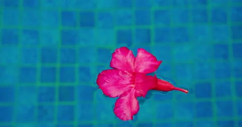 Rose Swimming Background Stock Videos – Royalty-Free HD & 4K Videos | Pond5