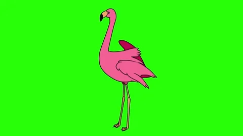 Pink flamingo bird dancing on green scre... | Stock Video | Pond5