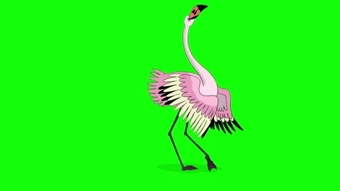 Flamingos Green Screen Stock Video Footage | Royalty Free Flamingos ...