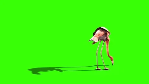 Flamingos Green Screen Stock Video Footage | Royalty Free Flamingos ...