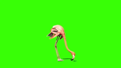 Flamingos Green Screen Stock Videos – Royalty-Free HD & 4K Videos