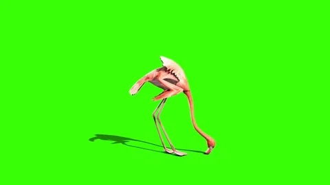 Flamingos Green Screen Stock Video Footage | Royalty Free Flamingos ...