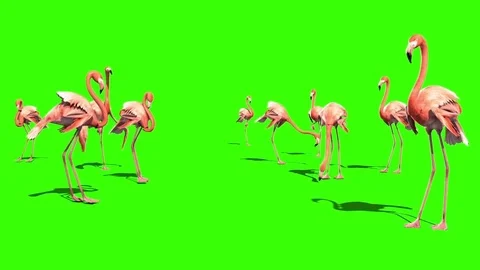 Pink Flamingo Group Green Screen 3D Rend... | Stock Video | Pond5