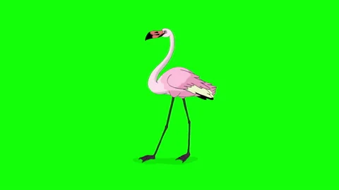 Flamingos Green Screen Stock Video Footage | Royalty Free Flamingos ...