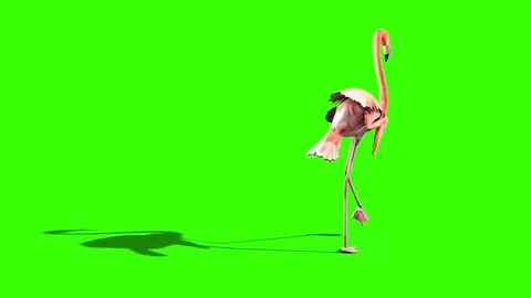 Flamingos Green Screen Stock Video Footage | Royalty Free Flamingos ...