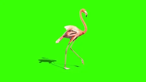 Flamingos Green Screen Stock Video Footage | Royalty Free Flamingos ...