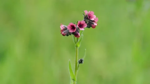 Pink Tongue Stock Videos – Royalty-Free HD & 4K Videos