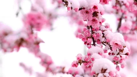Pink Snow Wallpaper Stock Videos – Royalty-Free HD & 4K Videos | Pond5