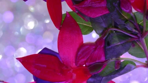 A Full Picture Stock Videos – Royalty-Free HD & 4K Videos