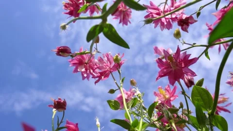 Grandmothers Bottom Stock Videos – Royalty-Free HD & 4K Videos | Pond5