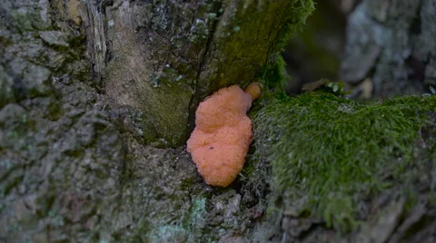 The pink fungi on the branch of the oak ... | Stock Video | Pond5