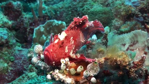 Pink Leaf Scorpionfish (Taenianotus tria... | Stock Video | Pond5