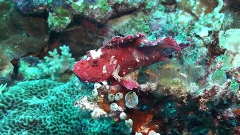 Pink Leaf Scorpionfish (Taenianotus tria... | Stock Video | Pond5