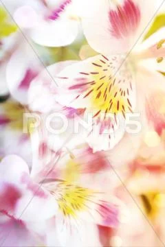 Pink light defocused flowers background ~ Premium Photo #37631859