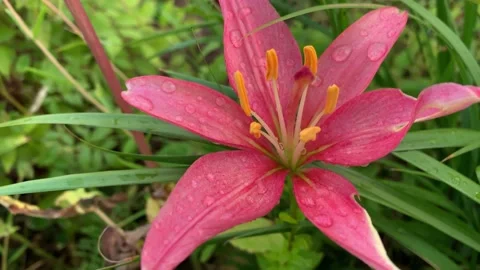 Rain Lil Stock Videos – Royalty-Free HD & 4K Videos | Pond5