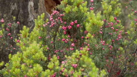 pink mountain berry growing at cradle mo... | Stock Video | Pond5