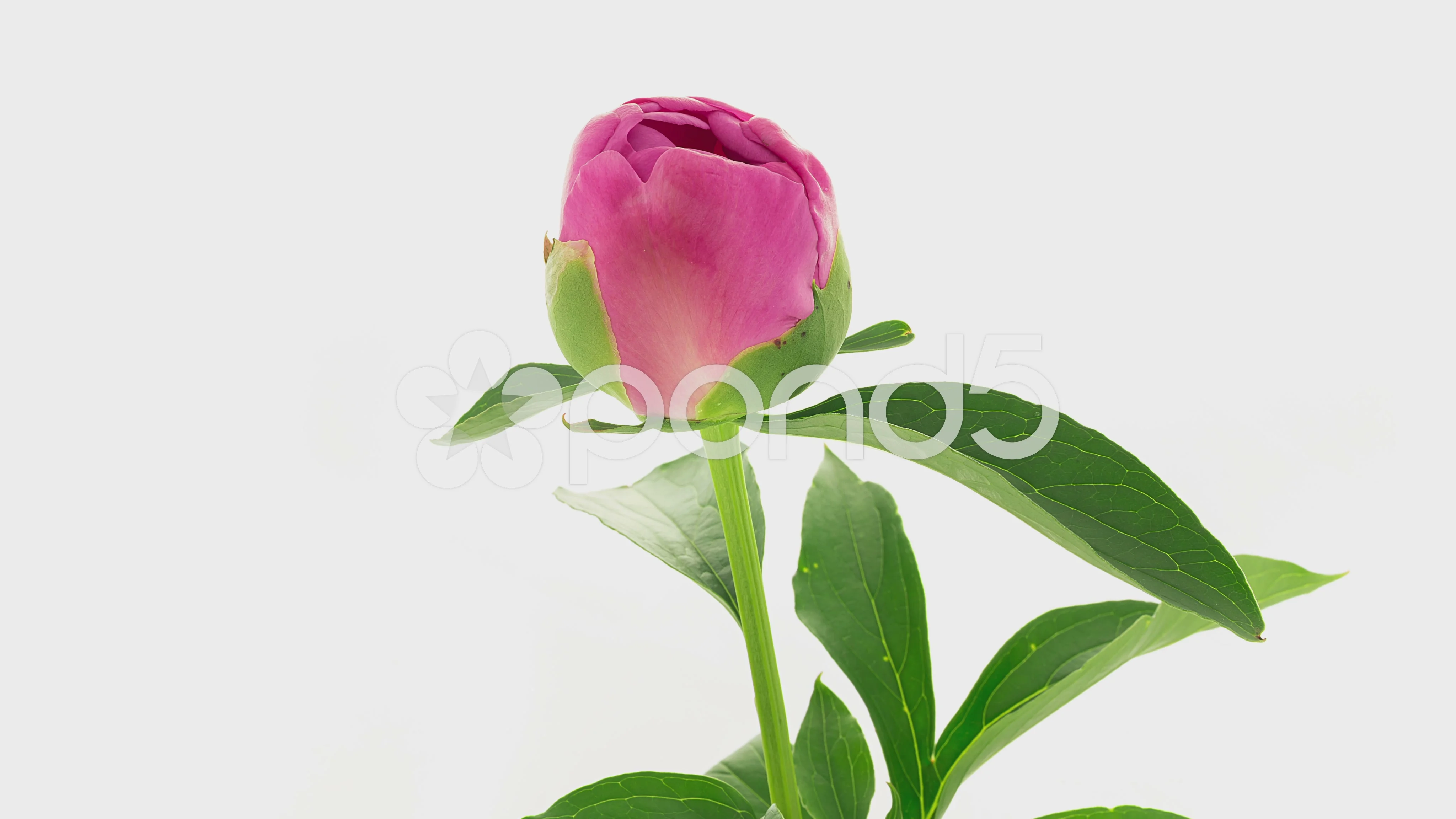 Alexander Fleming Family