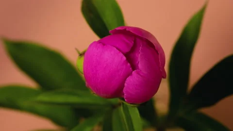Pink Peony flower opening timelapse top ... | Stock Video | Pond5