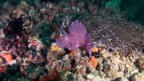 Pink / Purple Weedy Scorpionfish (Rhinop... | Stock Video | Pond5