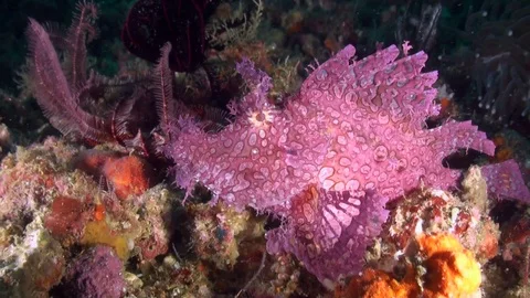 Pink / Purple Weedy Scorpionfish (Rhinop... | Stock Video | Pond5