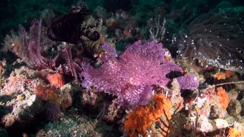 Pink / Purple Weedy Scorpionfish (Rhino... | Stock Video | Pond5