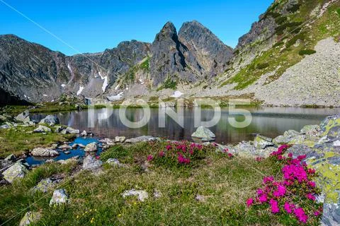 Pink rhododendron bush and Taul Portii glacier lake, Retezat mountains ...
