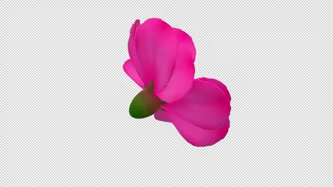 Pink Rose Flower 3D Rotating Loop On Tra... | Stock Video | Pond5