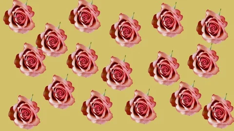 Pink Rose Flower Head Dancing Sequence o... | Stock Video | Pond5