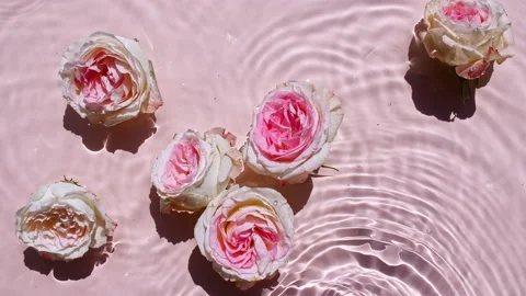 Pink rose flowers on water surface and f... | Stock Video | Pond5