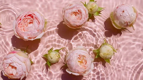 Pink rose flowers on water surface and f... | Stock Video | Pond5