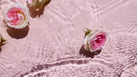 Pink rose flowers on water surface and f... | Stock Video | Pond5