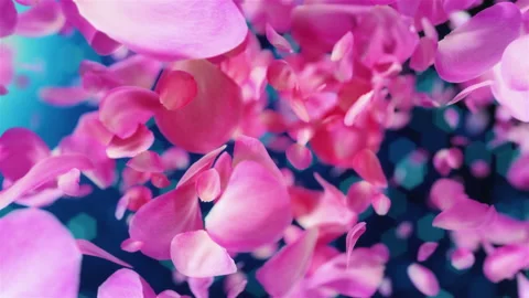 Pink Rose Petals falling loopable backgr... | Stock Video | Pond5