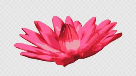 Animated Water Lily Stock Videos – Royalty-Free HD & 4K Videos | Pond5