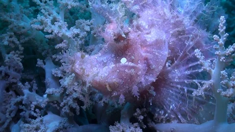 Pink Weedy Scorpionfish (Rhinopias frond... | Stock Video | Pond5